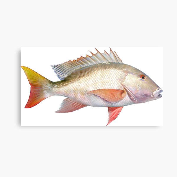 Mutton Snapper Wall Art | Redbubble