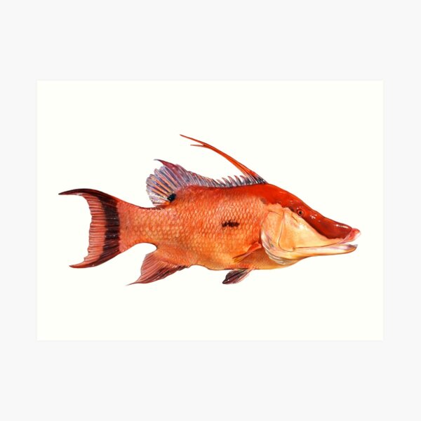 Hogfish Art Prints | Redbubble