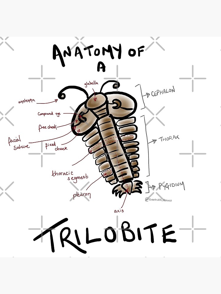 "Anatomy of a Trilobite" Art Print by RockADoodles | Redbubble