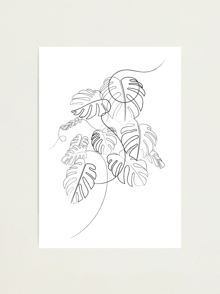 "Cheese Plant Leaves Line Drawing" Photographic Print by AdamRegester ...