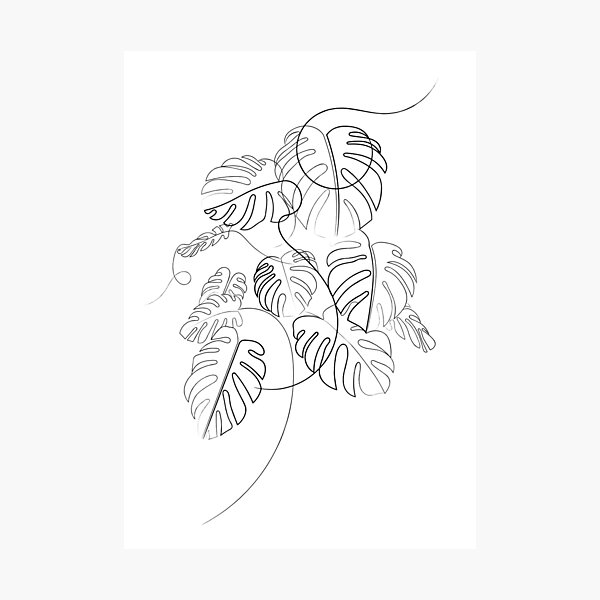 "Cheese Plant Leaves Line Drawing" Photographic Print by AdamRegester ...
