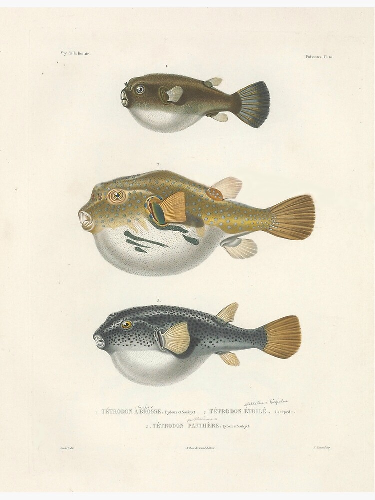 "Naturalist Pufferfish" Poster by bluespecsstudio | Redbubble