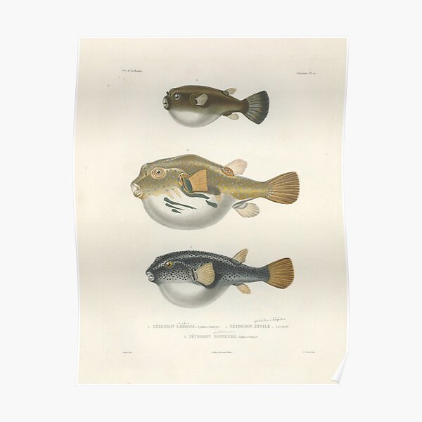 "Naturalist Pufferfish" Poster by bluespecsstudio | Redbubble