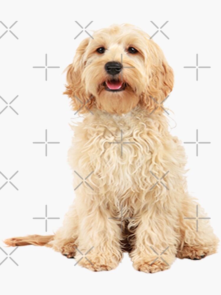 "Cockapoo Dog" Sticker for Sale by Pam069 | Redbubble