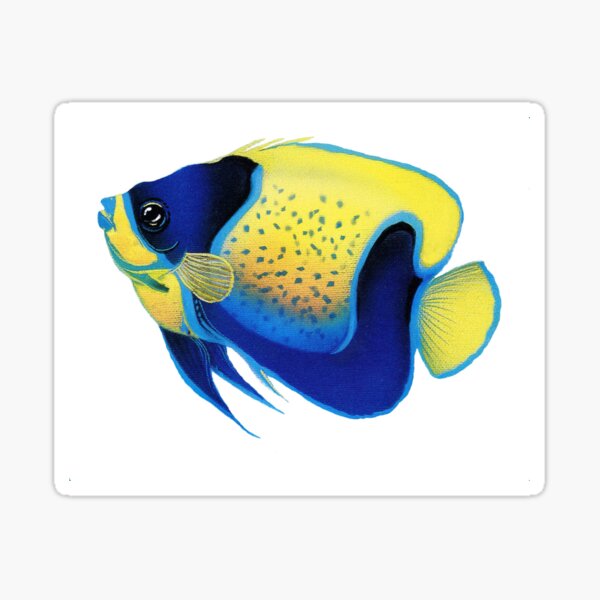 "ANGEL FISH " Sticker for Sale by DianaMartinArt | Redbubble