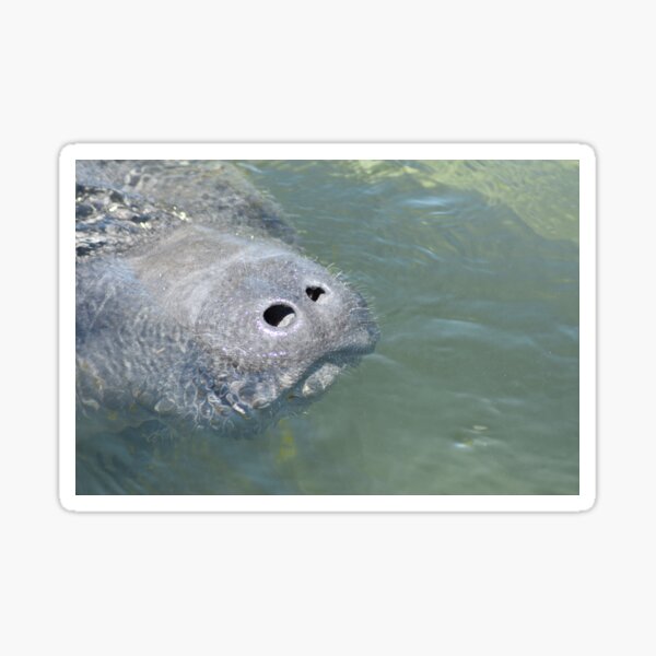 "Manatee Snoot" Sticker for Sale by rthornberry | Redbubble