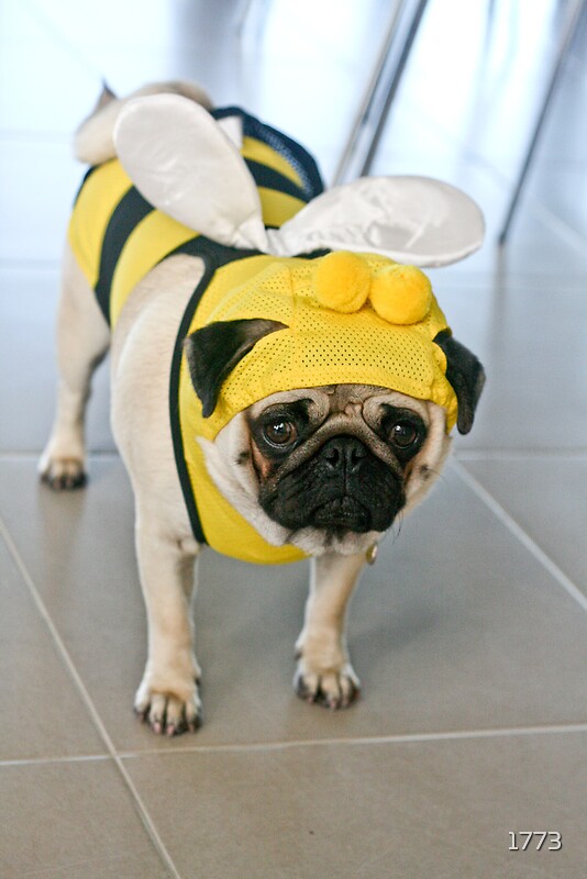 "Bumblebee Pug " by 1773 | Redbubble