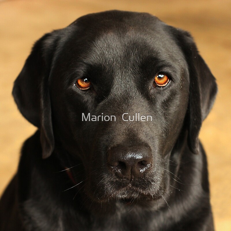 "Brown Eyed Boy" by Marion Cullen | Redbubble