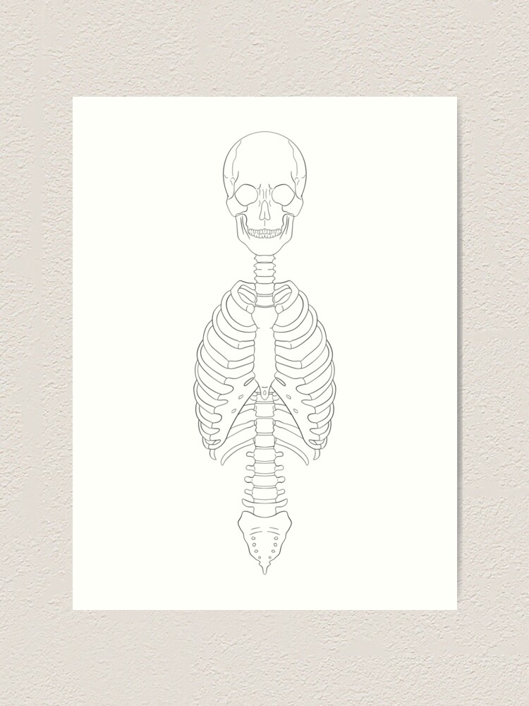 "Axial Skeleton" Art Print for Sale by Deanomite85 | Redbubble