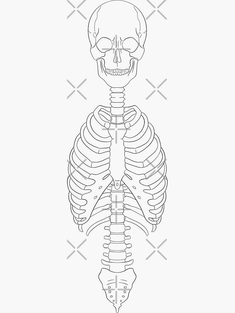 "Axial Skeleton" Sticker for Sale by Deanomite85 | Redbubble