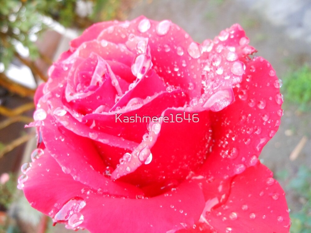 "Red Rose With Due" by Kashmere1646 | Redbubble