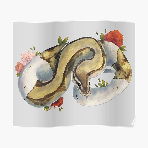 "Piebald Ball Python" Poster for Sale by Pheasantry | Redbubble