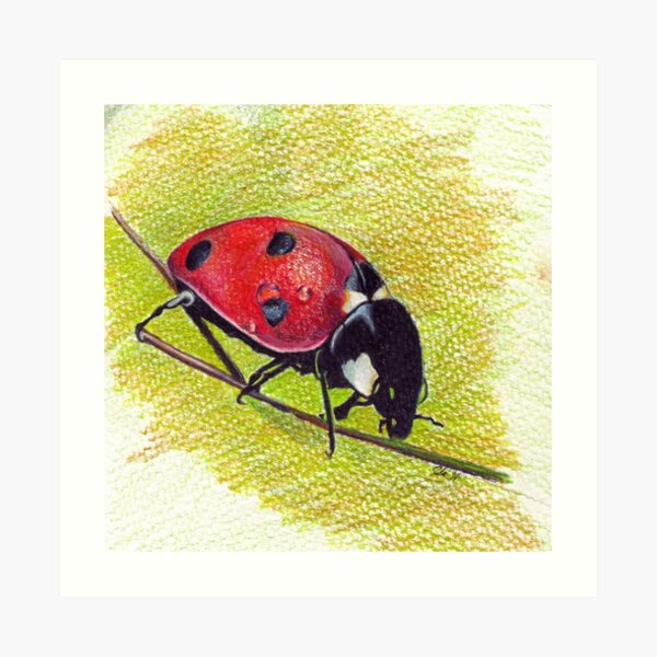 "Ladybug - Realistic Art Drawing by Ela Steel" Art Print for Sale by ...