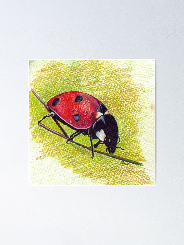 "Ladybug - Realistic Art Drawing by Ela Steel" Poster for Sale by ...