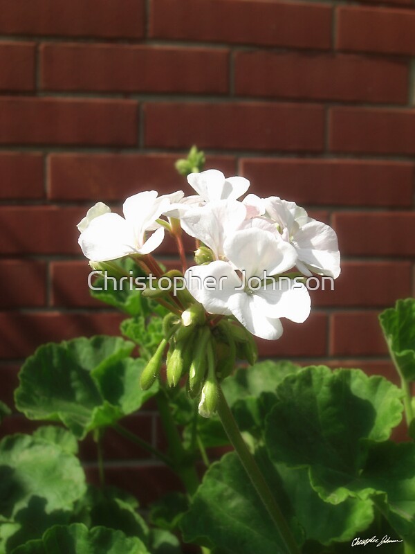 "White Geraniums 5" by Christopher Johnson | Redbubble