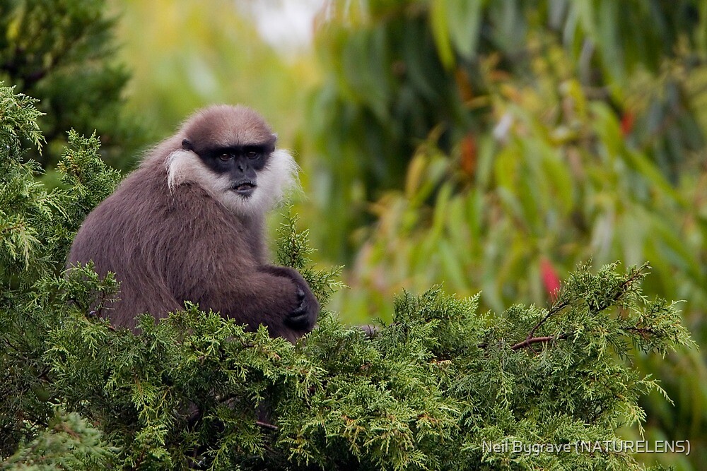 "Bear Monkey" by Neil Bygrave (NATURELENS) | Redbubble
