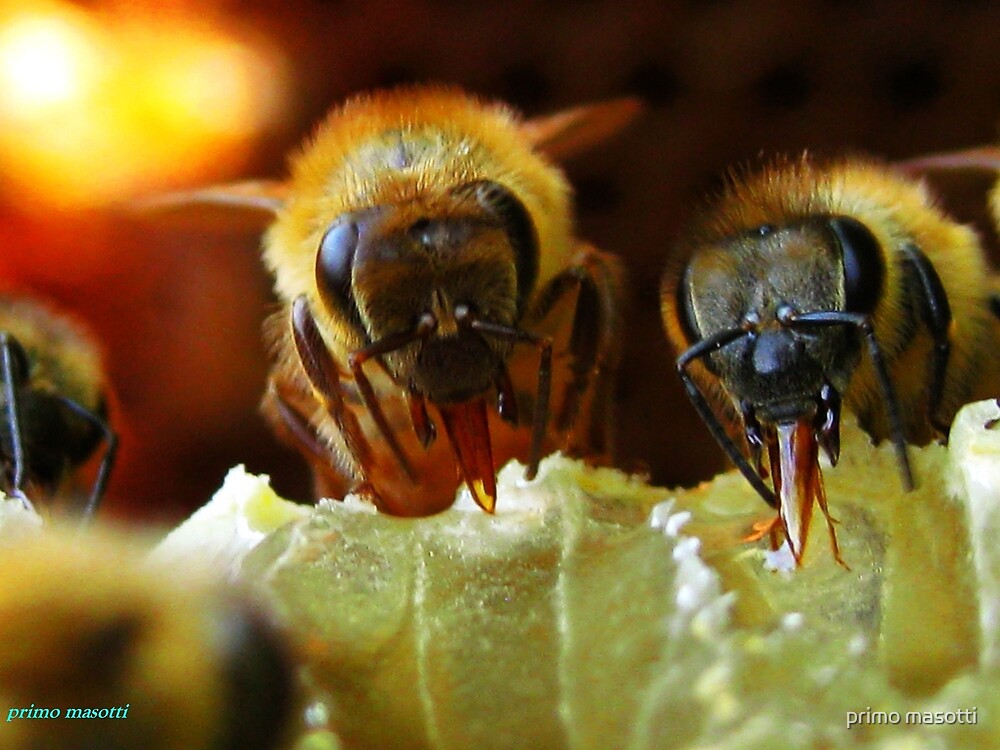 "Api, che immettono il miele nelle cellette - missano ( zocca modena ...