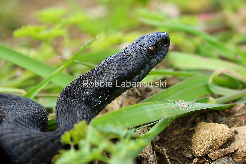 "Black Adder" by Robbie Labanowski | Redbubble