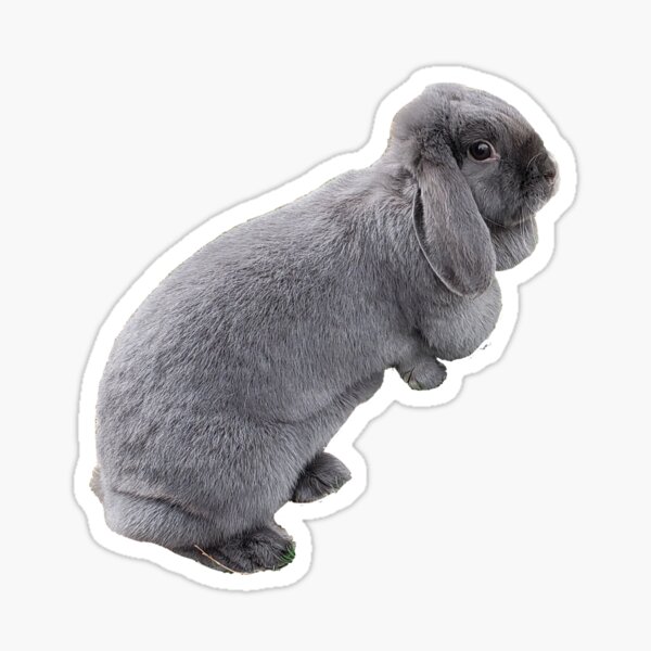 Mini Lop Stickers | Redbubble