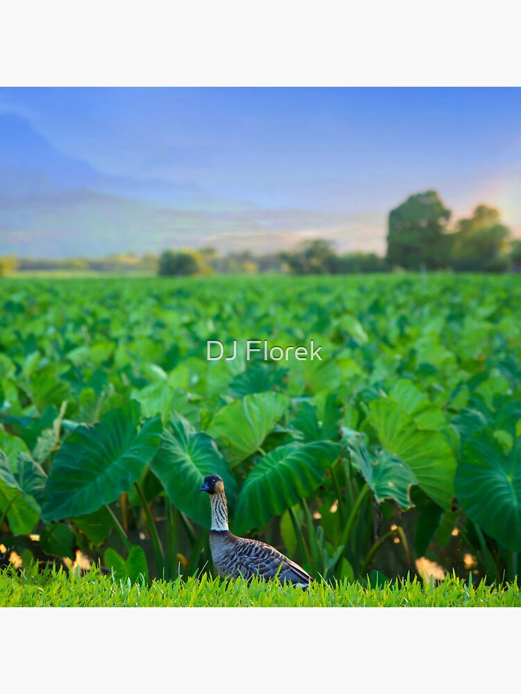 "Nene Goose of Hawaii" Sticker for Sale by djphoto | Redbubble