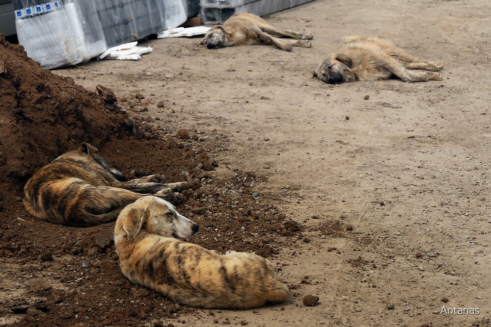 "Street Dogs in Bucharest street, Romania" by Antanas | Redbubble