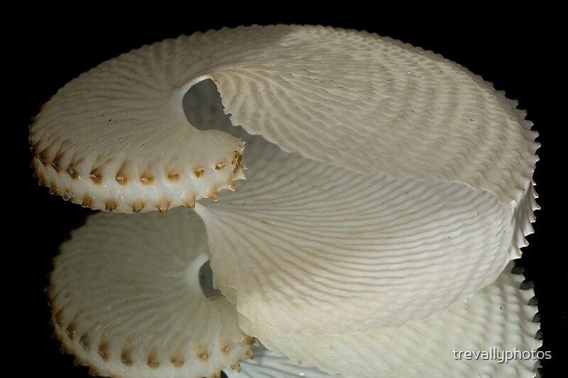 "Paper Nautilus Shell with Mirror Reflection" by trevallyphotos | Redbubble