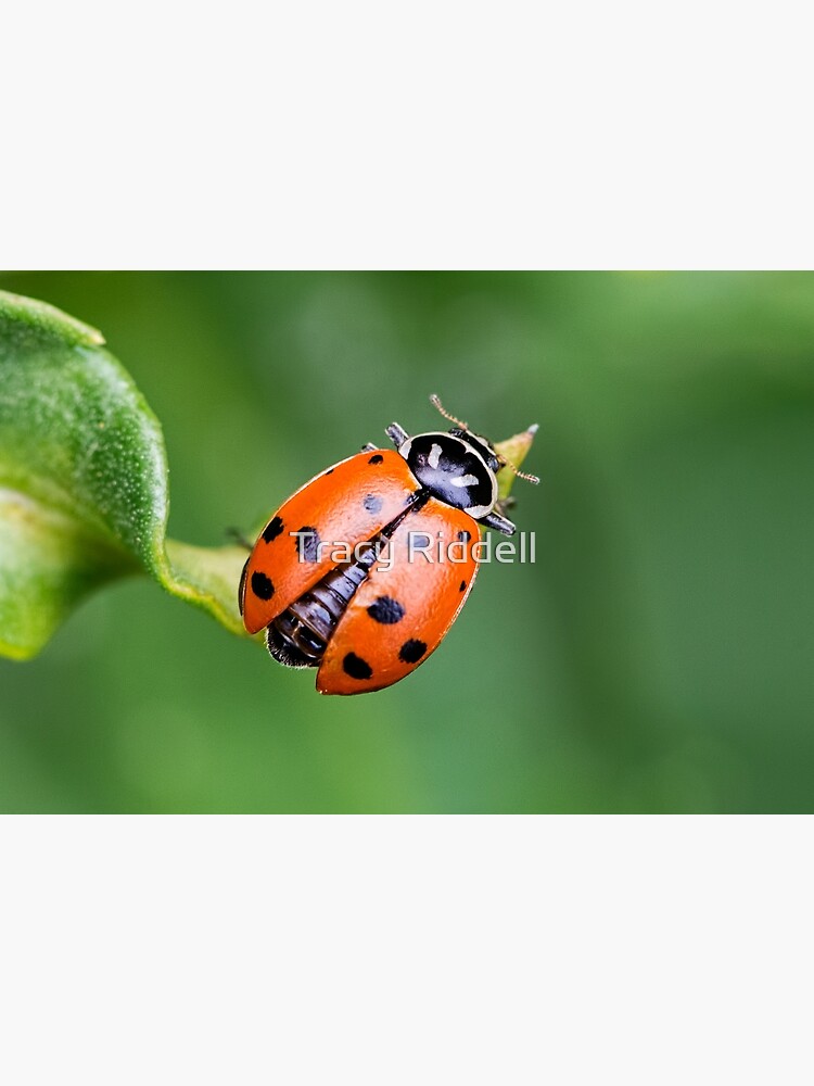 "Ladybug, Ladybug Fly Away Home" Poster for Sale by taos | Redbubble