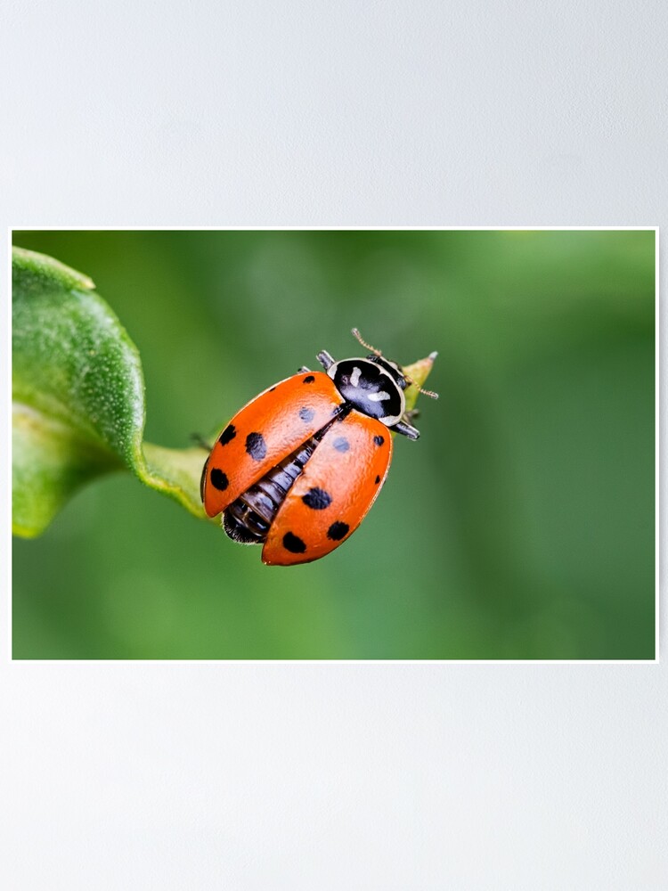 "Ladybug, Ladybug Fly Away Home" Poster for Sale by taos | Redbubble