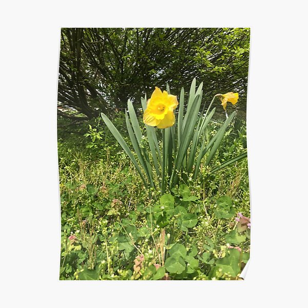 Daffodil Day Posters | Redbubble