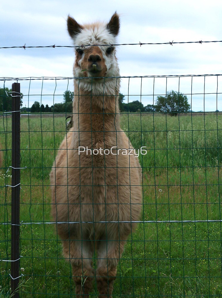 "Emu Llama behind barbwire fence" by PhotoCrazy6 | Redbubble