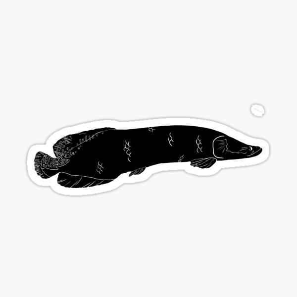Arapaima Gifts & Merchandise | Redbubble