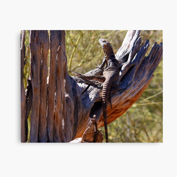 Lounge Lizard Wall Art | Redbubble