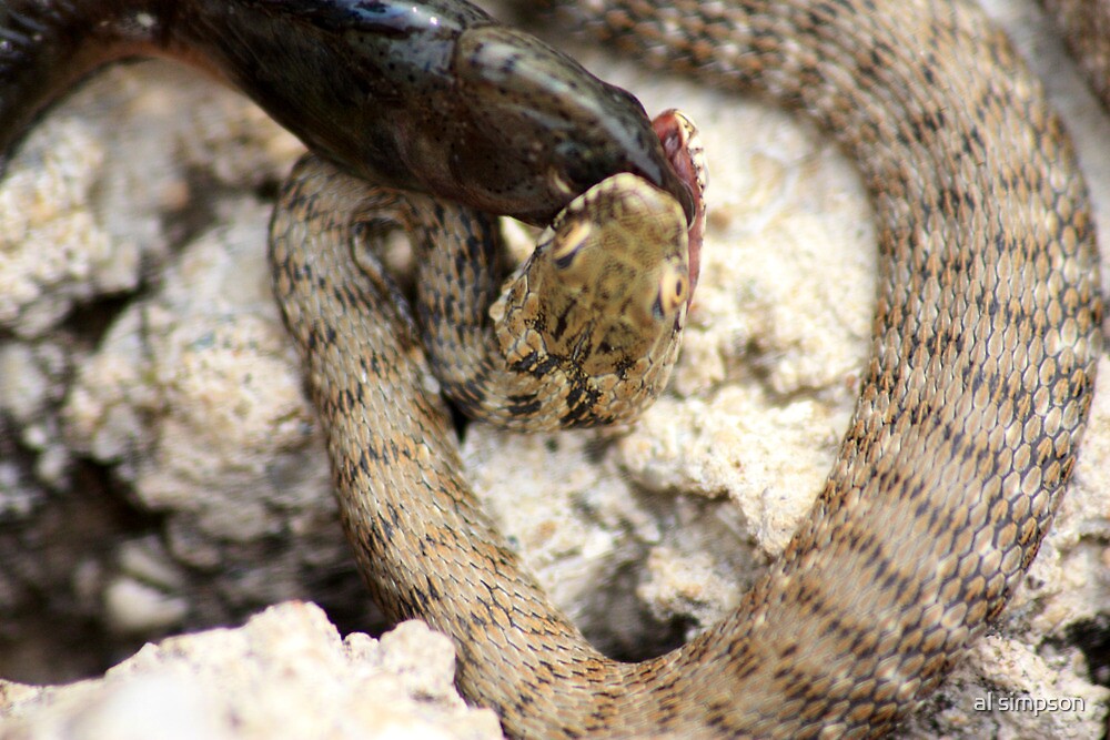 "Italian fresh water snake" by alistair simpson | Redbubble