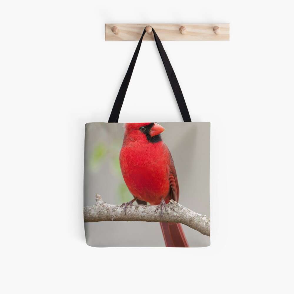 "Male Northern Cardinal in January" Poster for Sale by Miracles | Redbubble