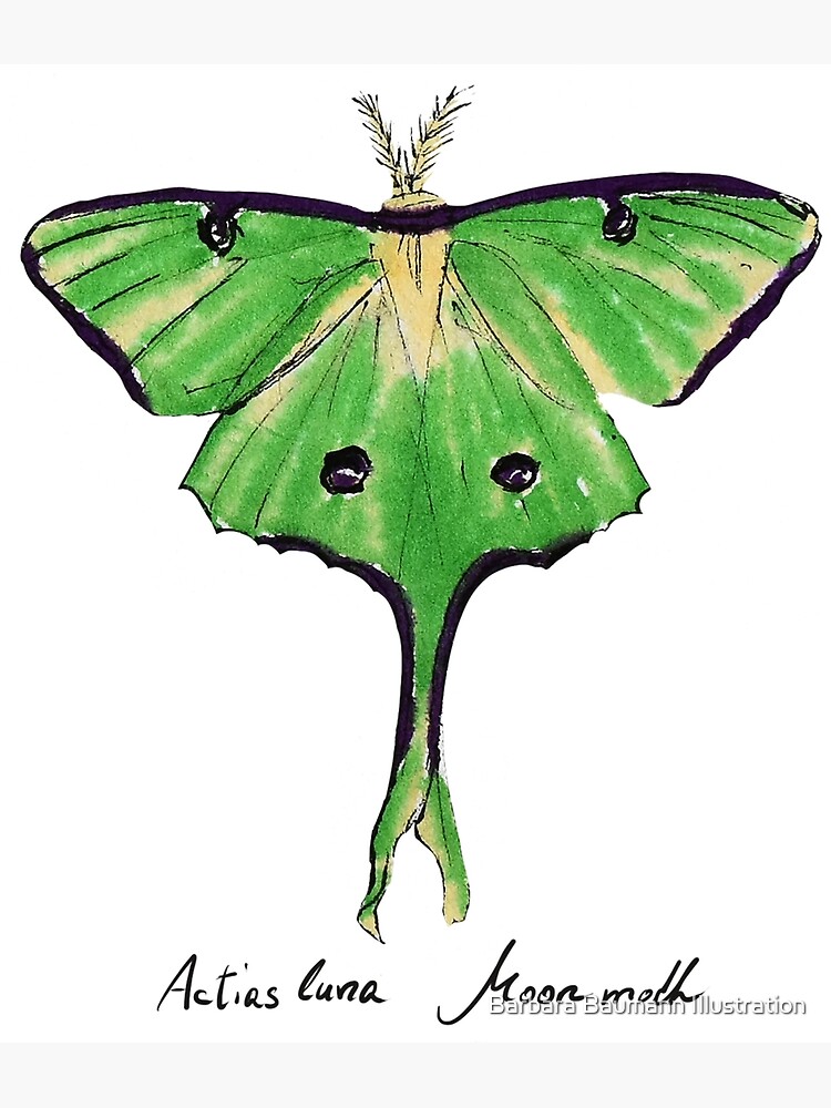 "Luna moth" Poster by baumann-illu | Redbubble