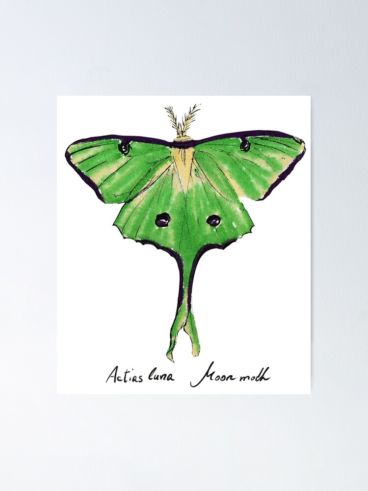 "Luna moth" Poster by baumann-illu | Redbubble
