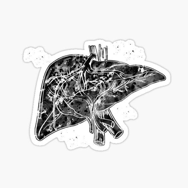 Liver Stickers | Redbubble