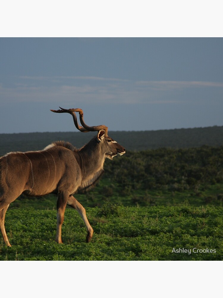 Sanparks Merch & Gifts for Sale | Redbubble