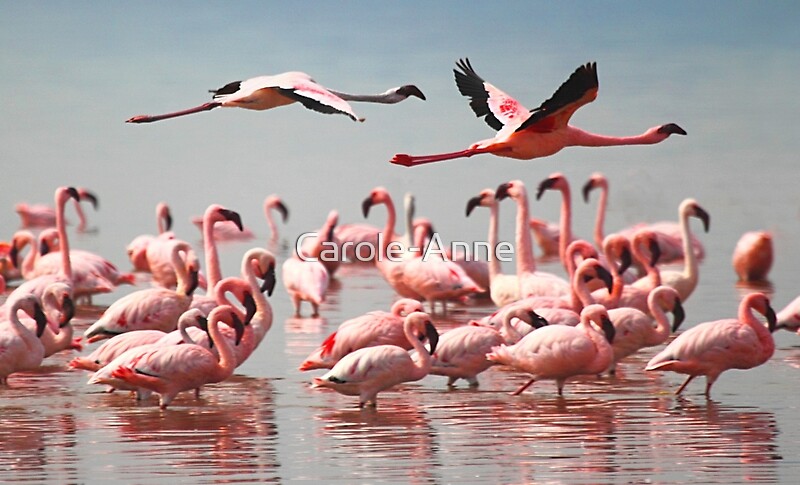"Fly Past, Lesser Flamingos, Lake Nakuru, Kenya" by Carole-Anne | Redbubble