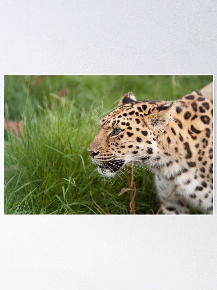 "Amur Leopard" Poster for Sale by TheNissanMan | Redbubble