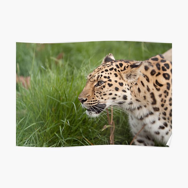 "Amur Leopard" Poster for Sale by TheNissanMan | Redbubble