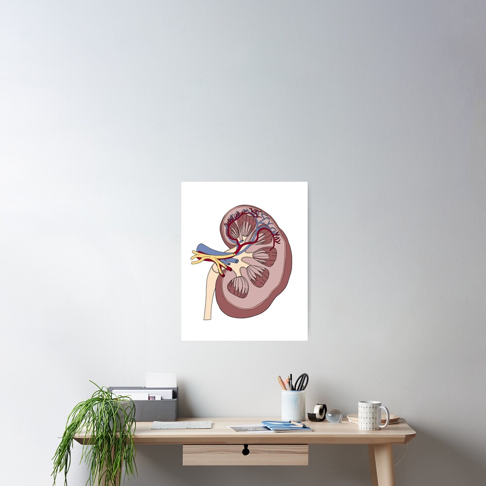 "Kidney anatomy" Poster for Sale by carries-anatomy | Redbubble