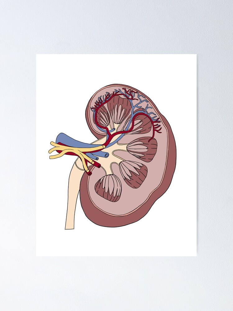 "Kidney anatomy" Poster for Sale by carries-anatomy | Redbubble