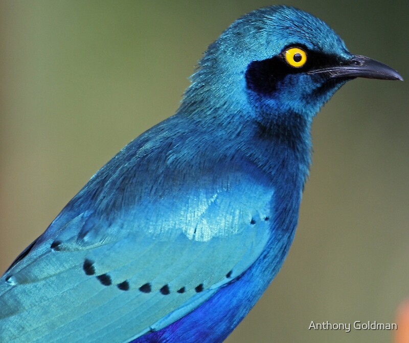 "Greater Blue-eared Glossy Starling showing its colors" by Anthony ...