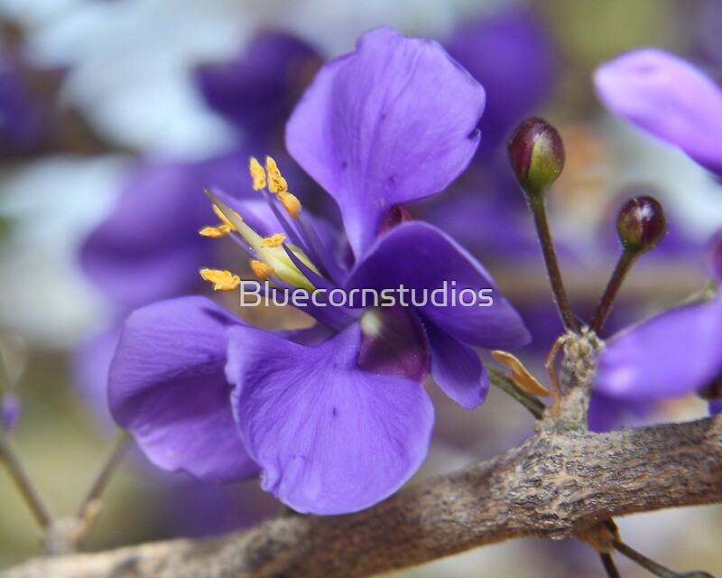 "Beautiful Guayacan Flower" by Bluecornstudios | Redbubble