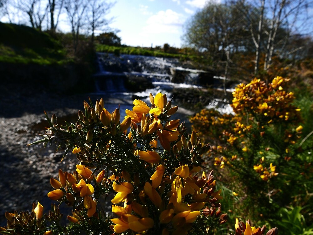 "European Gorse (Ulex europaeus)" by IOMWildFlowers | Redbubble