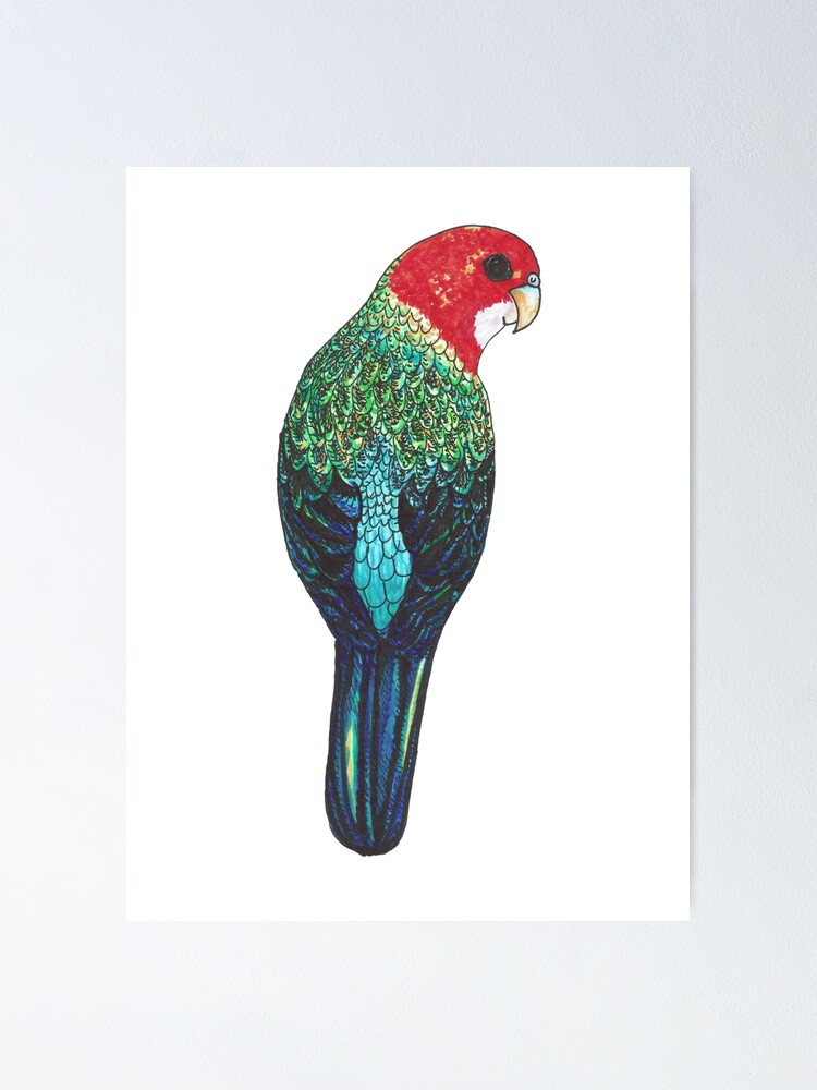 "Colourful Rosella Parrot Australian Bird Illustration " Poster by ...