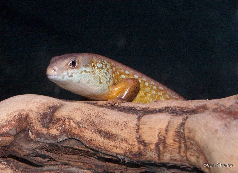 "Lizard, Butterfly Palace, Branson, Missouri" by Sean Champ | Redbubble
