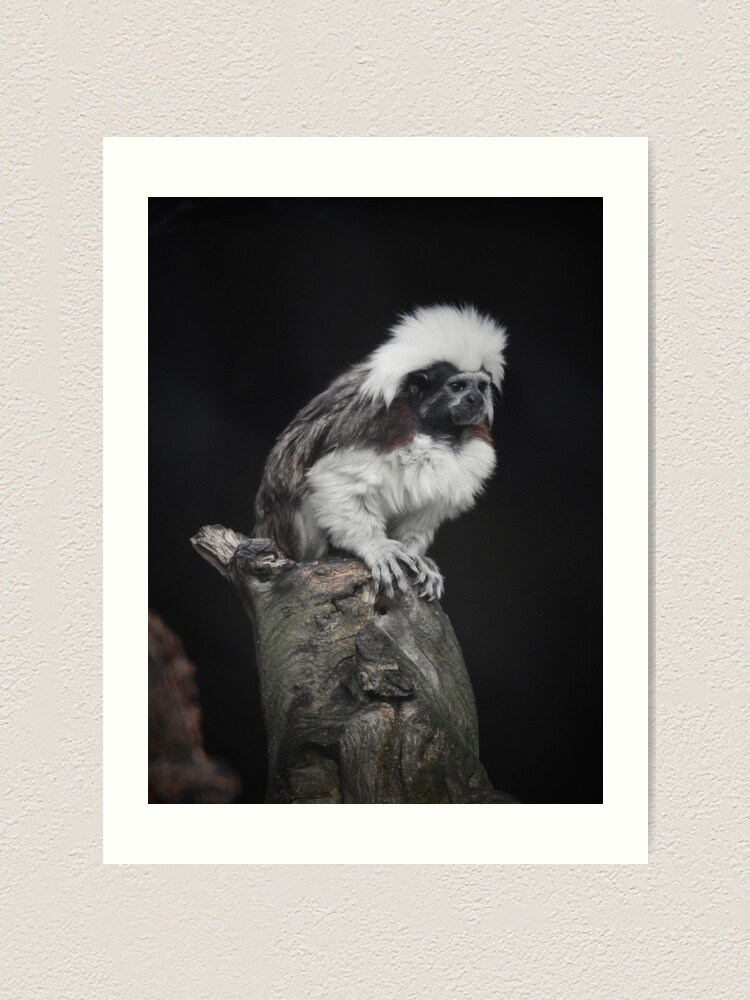 "Cotton-top Tamarin" Art Print for Sale by RyanMichelbach | Redbubble