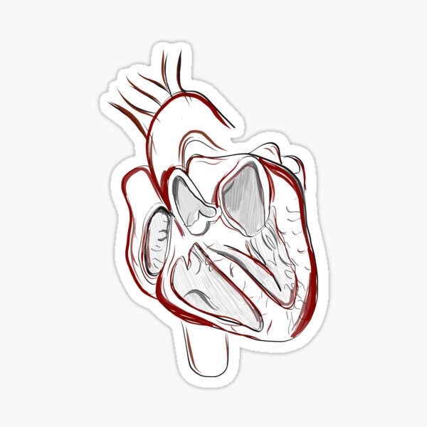 "Heart Sketch" Sticker for Sale by hnnewlin | Redbubble